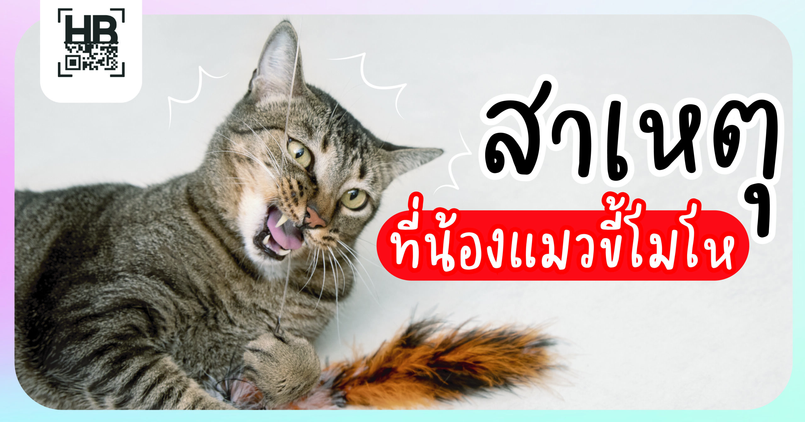 สาเหตุที่ น้องแมวขี้โมโห - Hobby QR